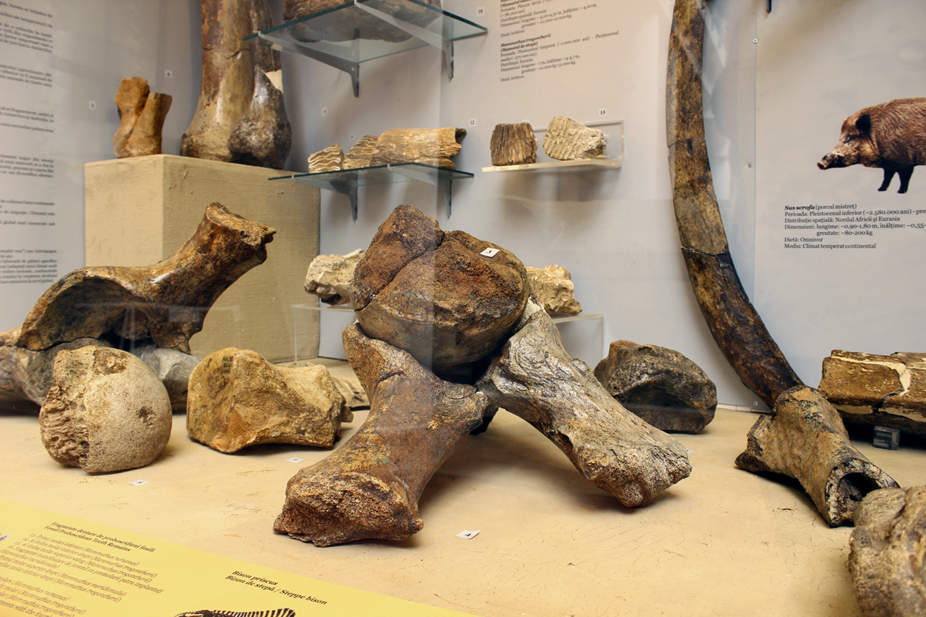 Expozitie Arheologie Lapidarium